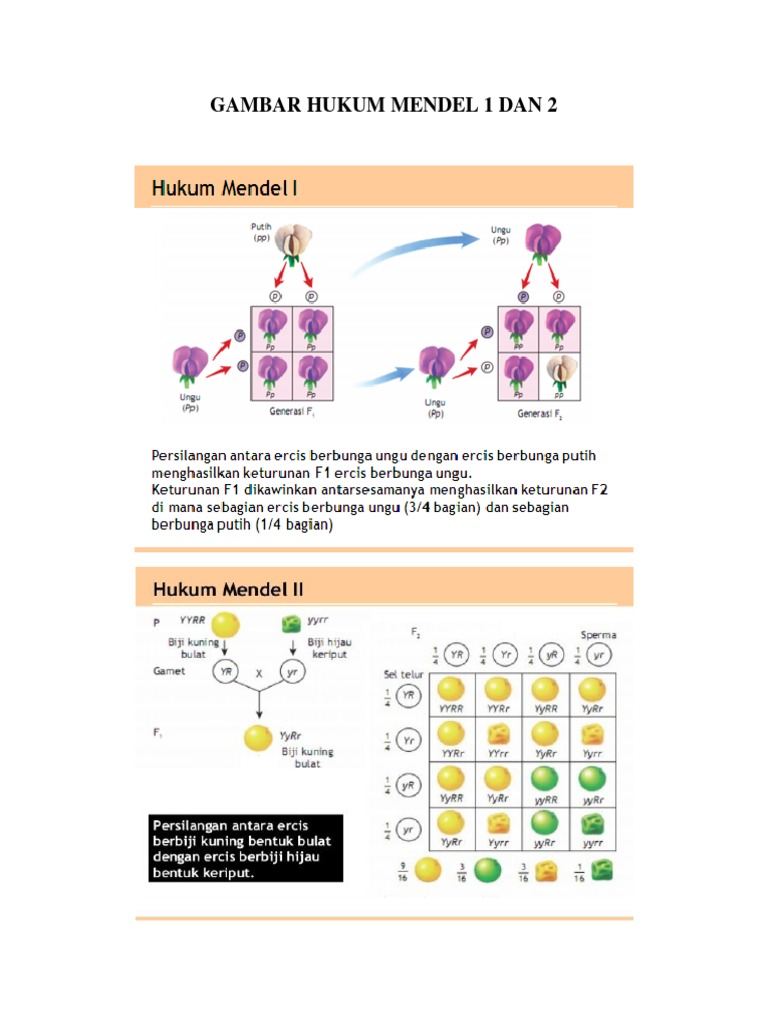 Gambar Hukum Mendel 1 Dan 2 | PDF