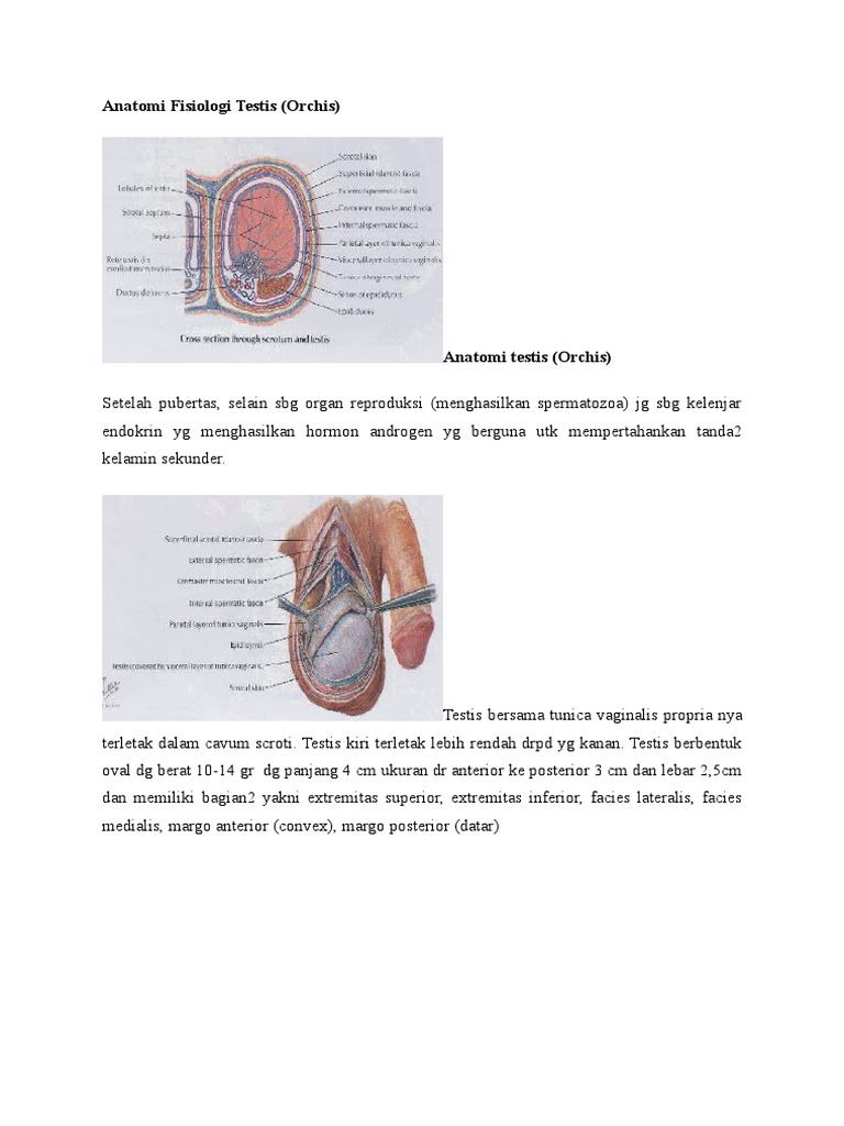 Anatomi Fisiologi Testis | PDF