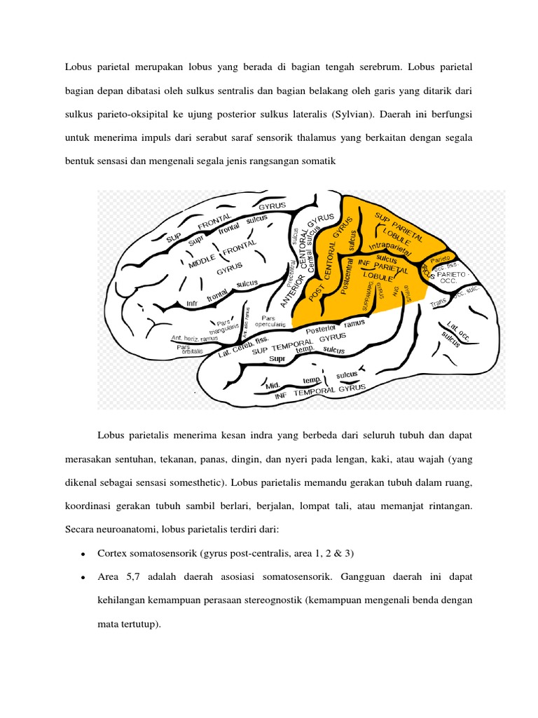 Referat Lobus Parietal | PDF