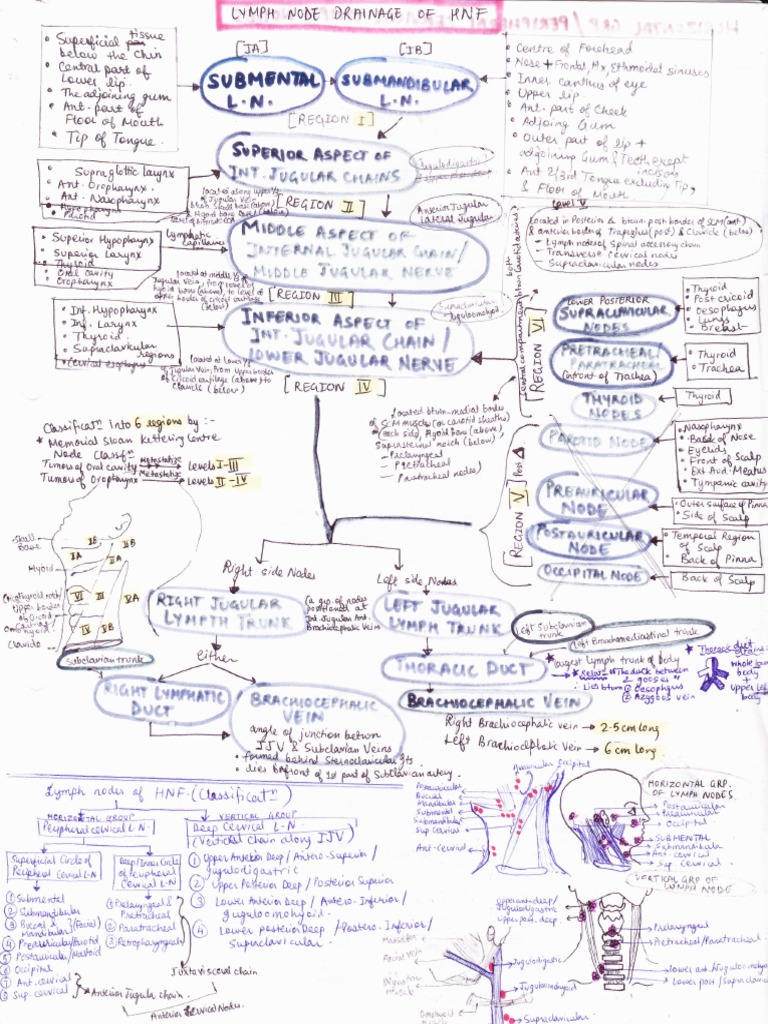 Anatomy - Lymphatic Drainage Handwritten Notes | PDF | Tongue ...