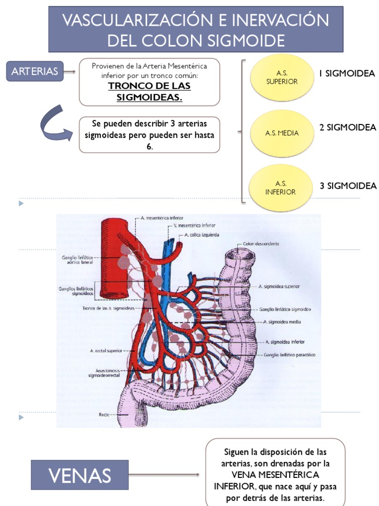 4 UNIDAD Inervación | PDF | Intestino grueso | Gastroenterología