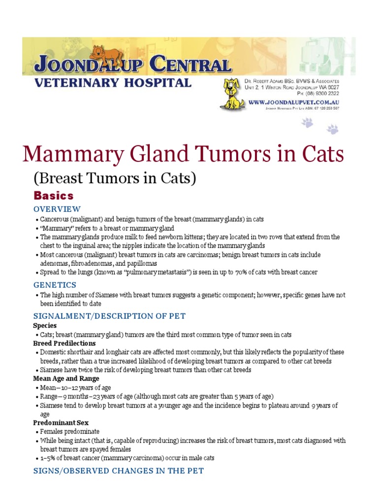 Mammary Gland Tumors in Cats | PDF | Mastectomy | Breast Cancer