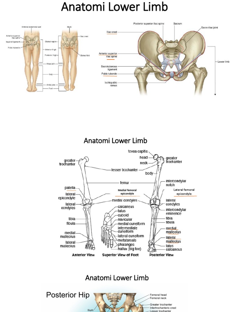 Anatomi Lower Limb | PDF | Human Leg | Lower Limb Anatomy