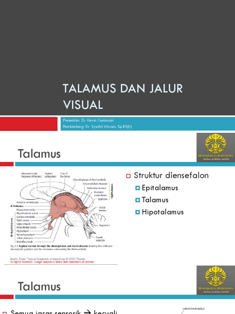 Talamus Dan Jaras Visual PDF | PDF