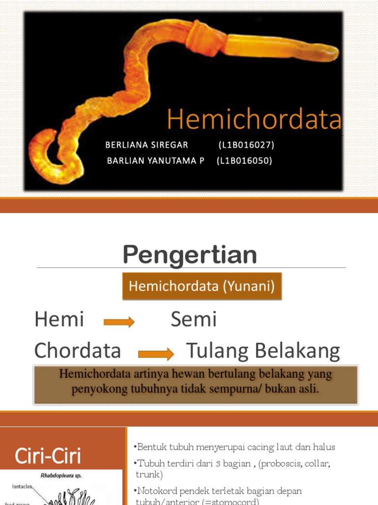 Hemichordata | PDF
