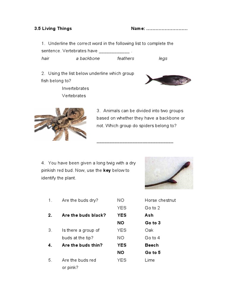 Living Things Worksheet | PDF | Life | Biology