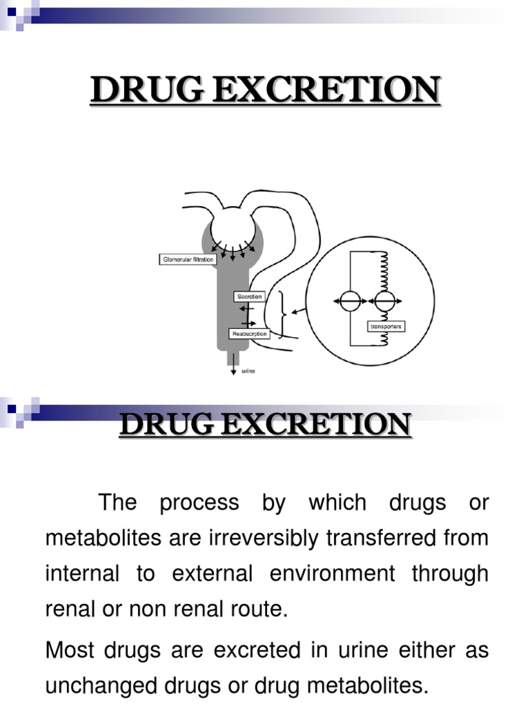 Drug Excretion | PDF | Kidney | Organ (Anatomy)