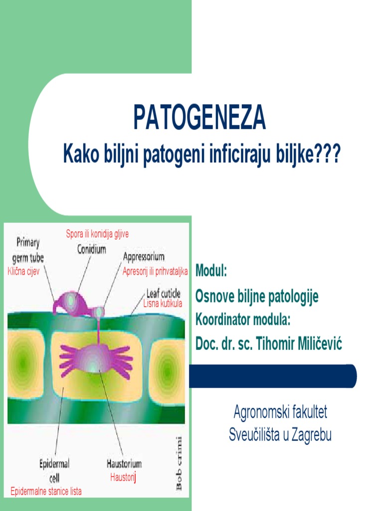 Patogeneza | PDF
