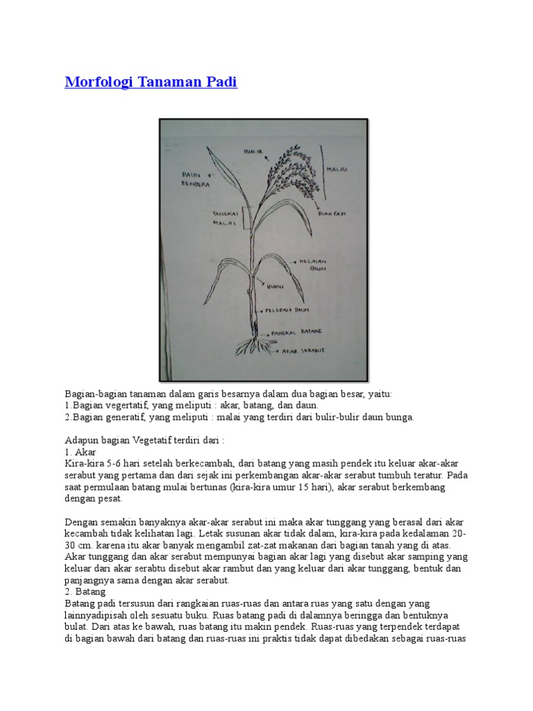 Morfologi Tanaman Padi | PDF