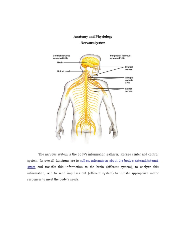 Anatomy and Physiology | PDF | Central Nervous System | Cerebrum