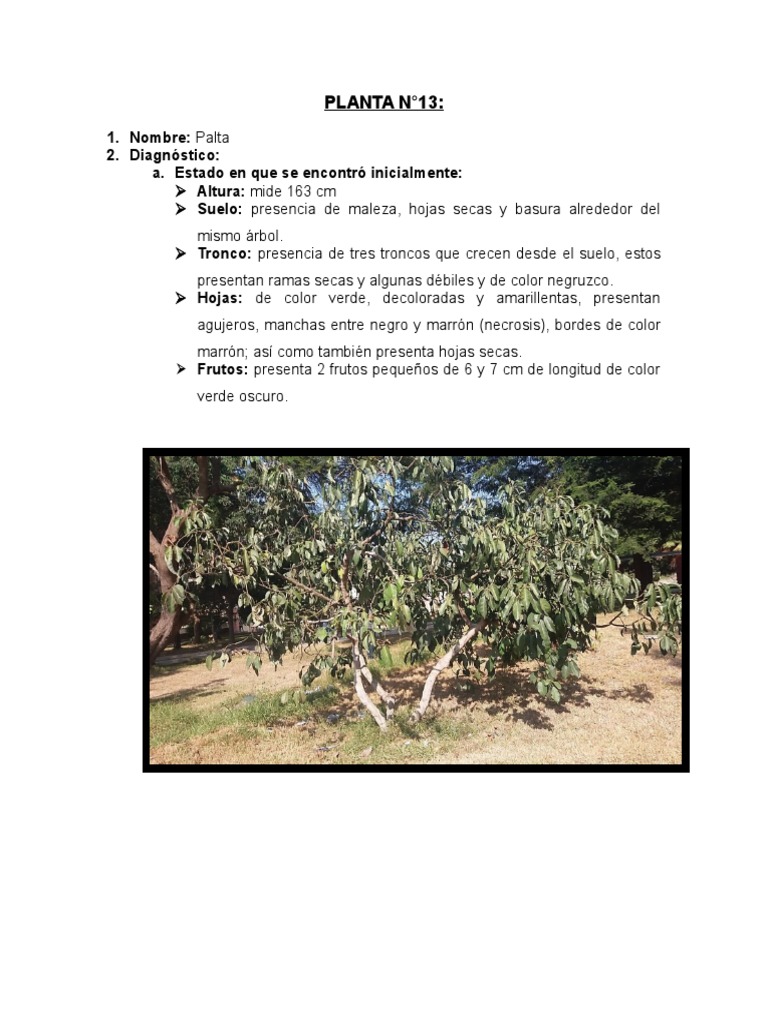 Palta | Árboles | Plantas