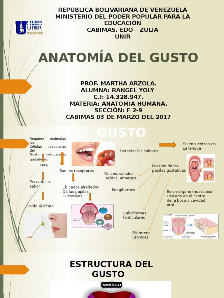 Anatomía del Gusto y sus Funciones | PDF