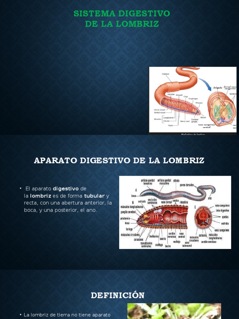 Digestion Tubular de La Lombriz | PDF | Sistema digestivo humano ...