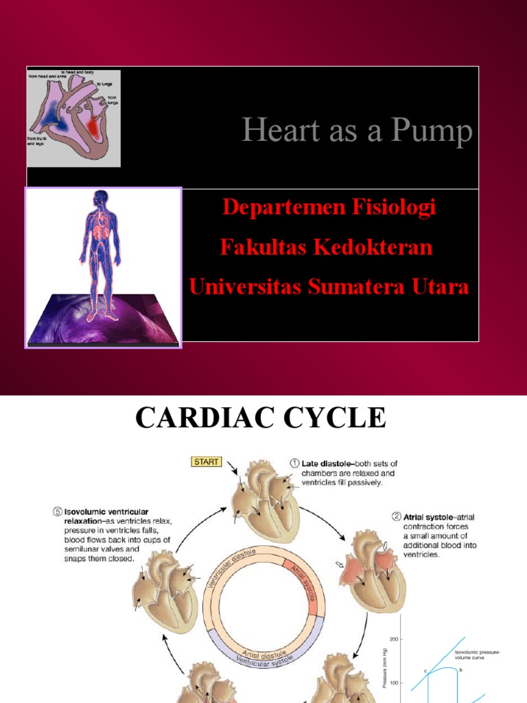 Understanding the Cardiac Cycle | PDF | Heart Valve | Heart