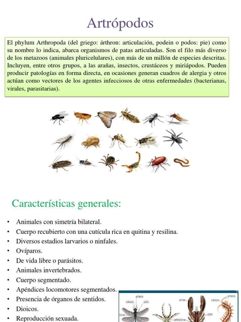 Características de los Artrópodos | PDF | Insectos | Crustáceo