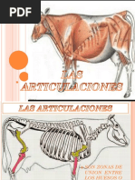 Anatomía del sistema muscular bovino | PDF | Abdomen | Anatomía de los ...