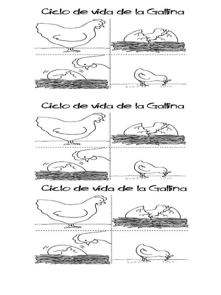 Ciclo de Vida de Una Gallina | PDF