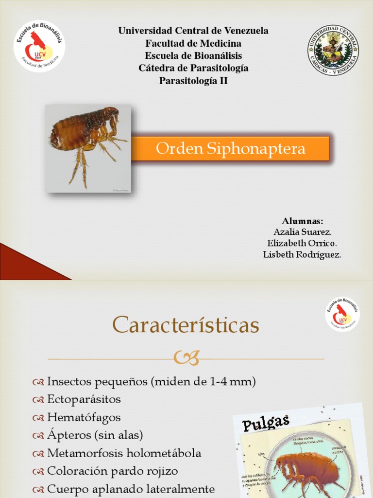 Genero Siphonaptera | Zoología | Naturaleza