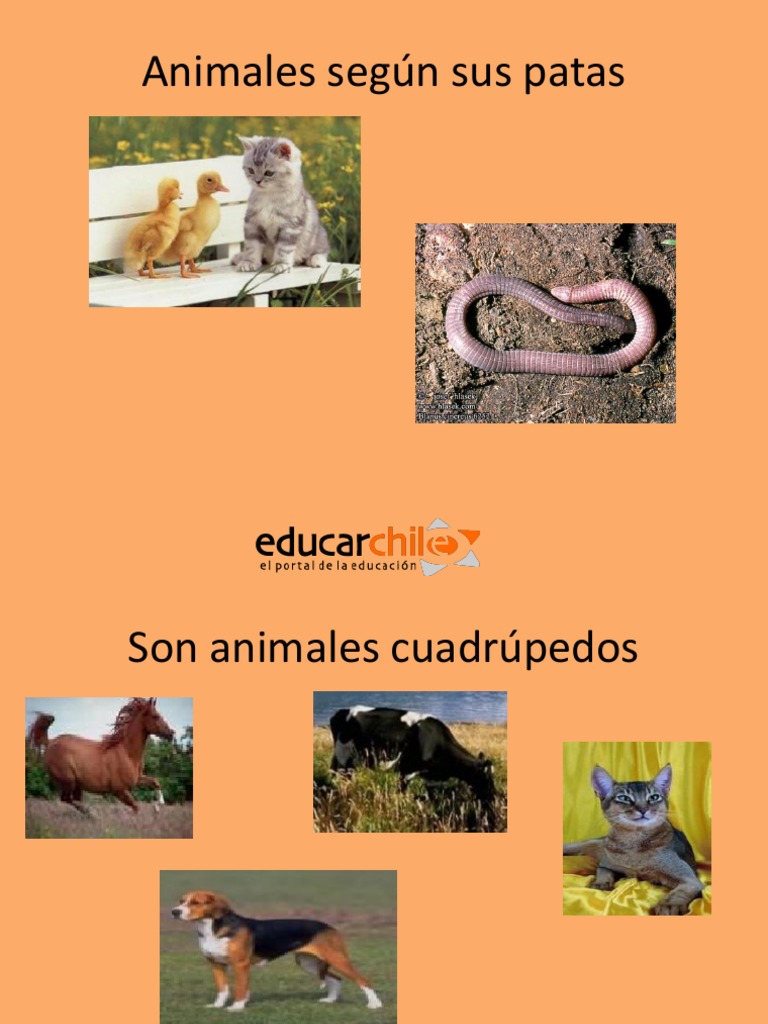 Animales Segun Sus Patas | PDF | Naturaleza