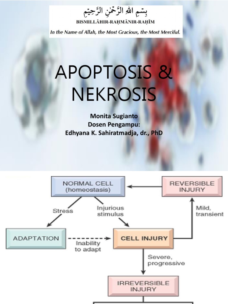 Apoptosis & Nekrosis | PDF | Necrosis | Apoptosis