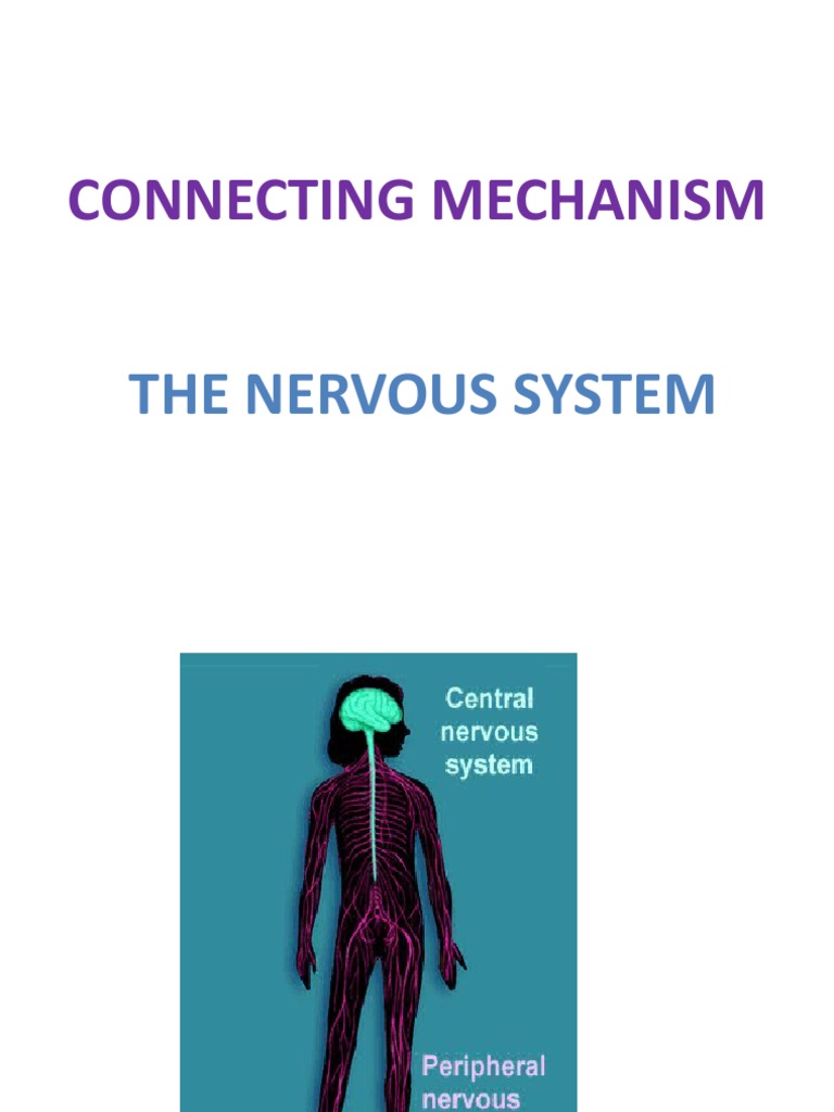 Connecting Mechanism: The Nervous System | PDF | Central Nervous System ...