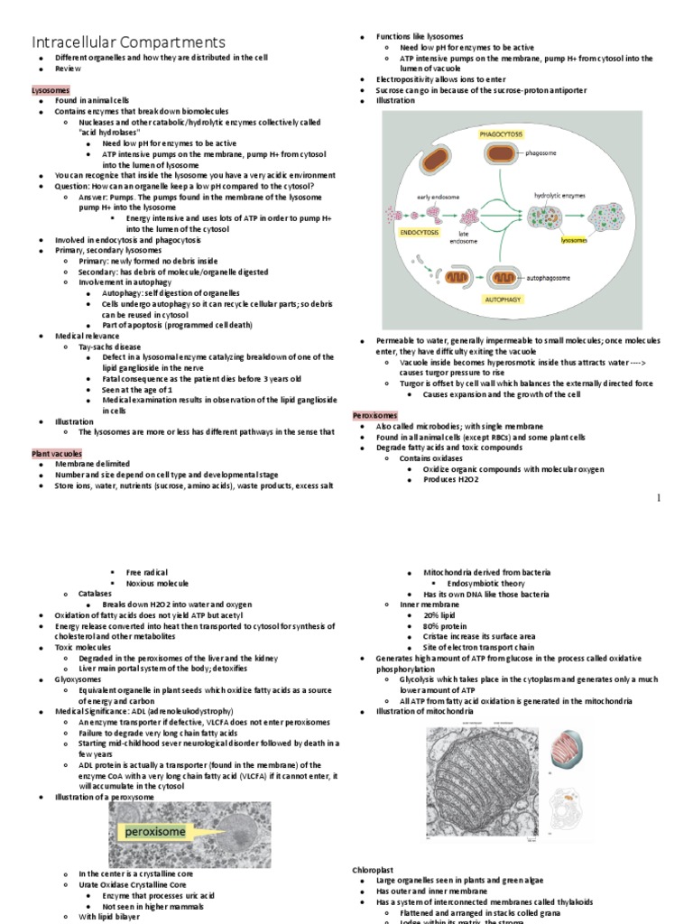Progress Report | Download Free PDF | Endoplasmic Reticulum | Lysosome