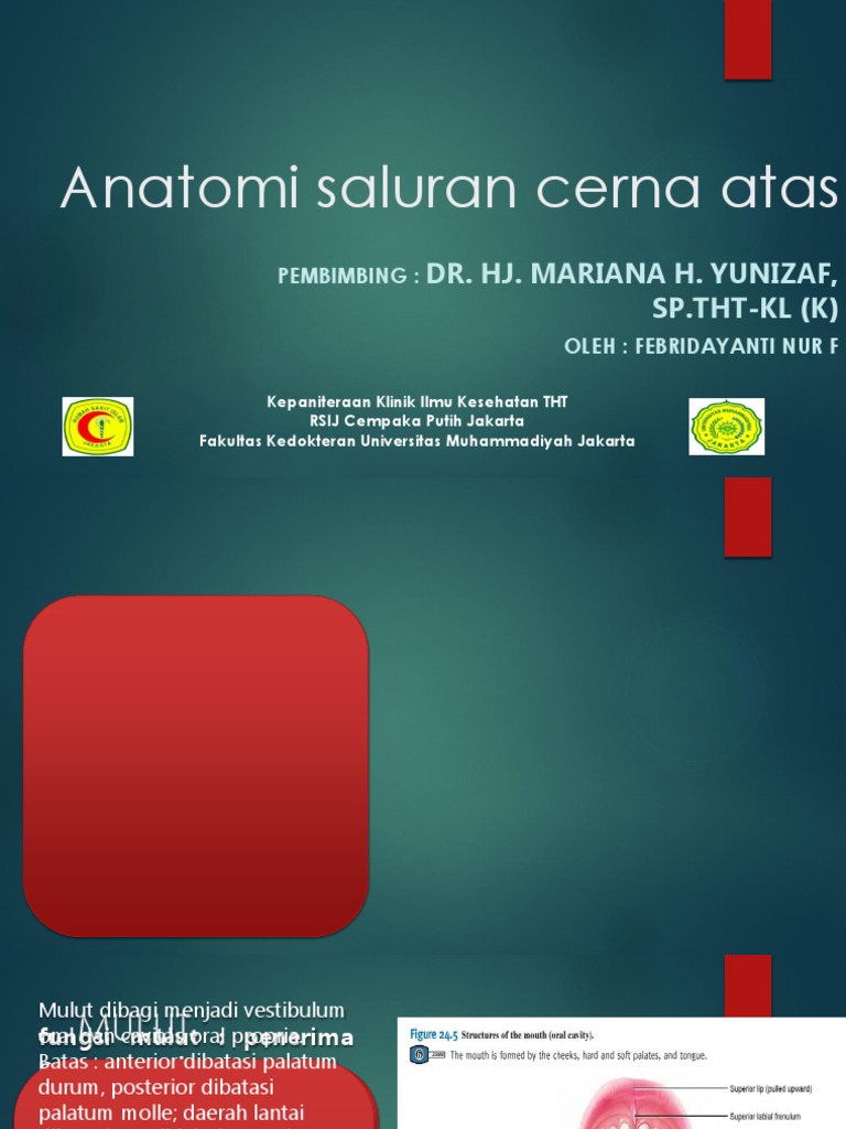 Anatomi Saluran Cerna Atas | PDF