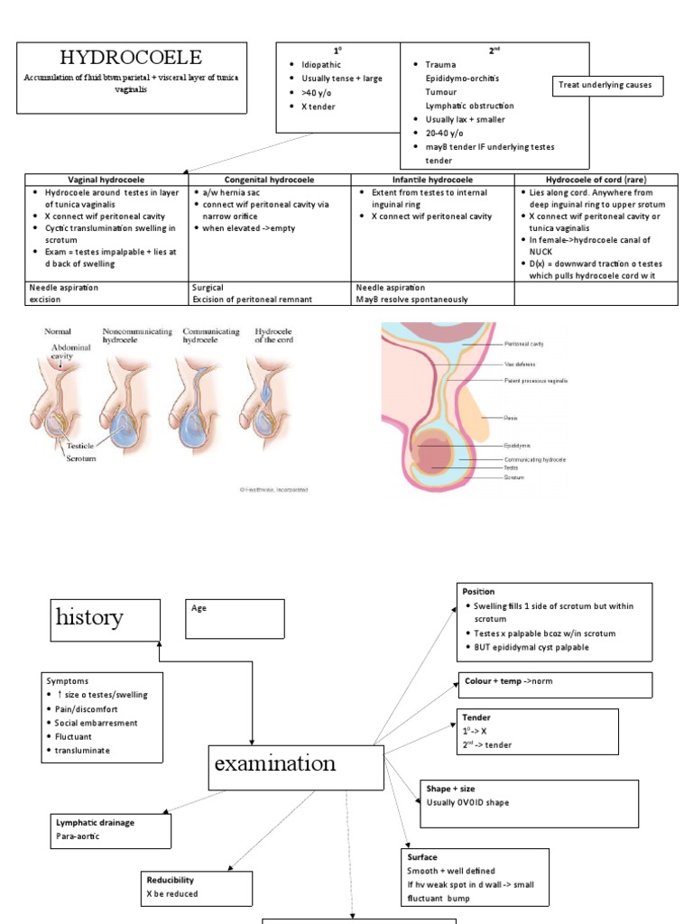Hydrocoele | PDF | Anatomy | Genitourinary System Diseases