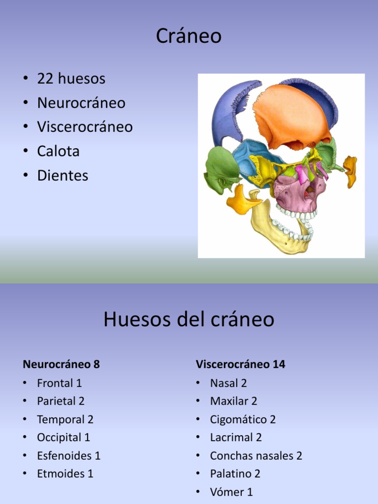 Cráneo: 22 huesos, neurocráneo y viscerocráneo | PDF
