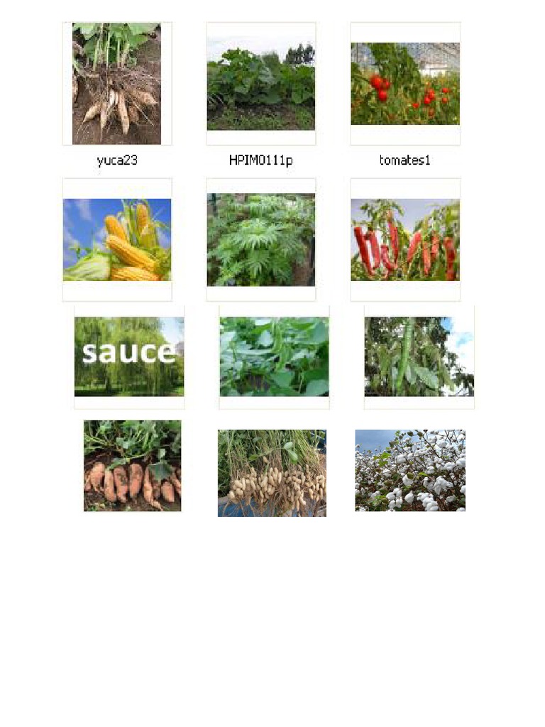 Plantas Nativas de Ica | PDF