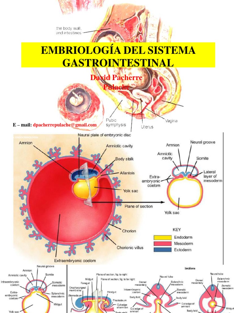 Embriología Gastrointestinal | PDF | Gastroenterología | Sistema digestivo