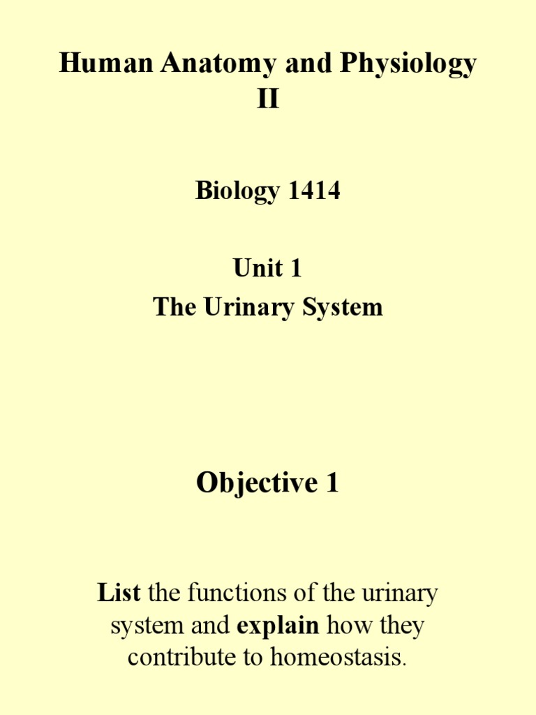Human Anatomy and Physiology II: Biology 1414 Unit 1 The Urinary System ...