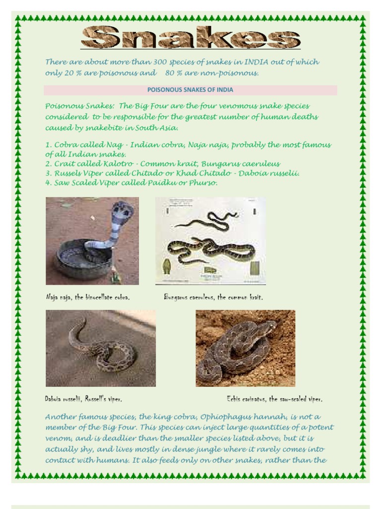 Snakes | PDF | Snake | Venomous Snakes
