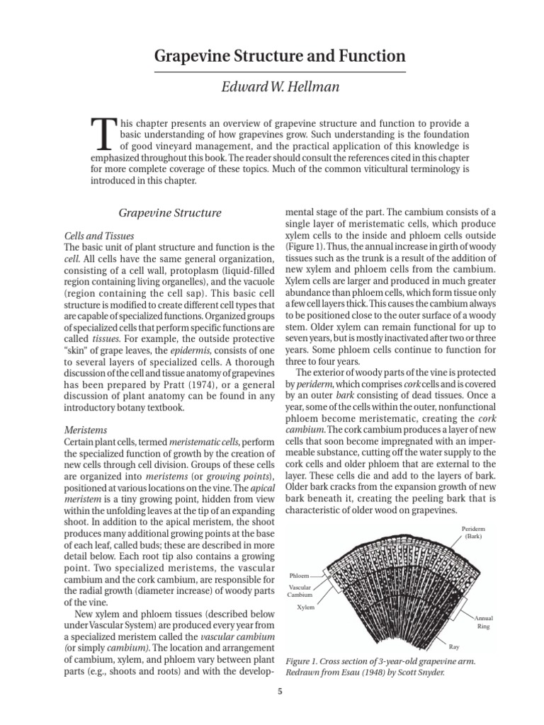 Grapevine Structure and Function | PDF | Grafting | Photosynthesis
