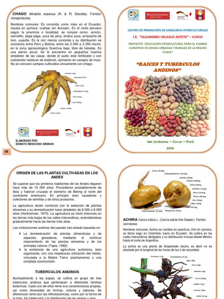 Diptico Cultivos Andinos - Raices y Tuberc. | PDF | Agricultura | Plantas