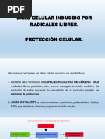 Peroxidación Lipídica y Radicales Libres | PDF | Peroxidación lipídica ...