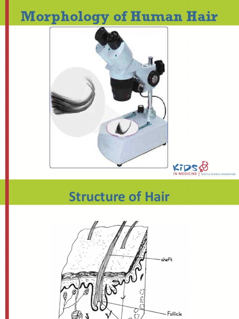 Morphology of Human Hair | PDF