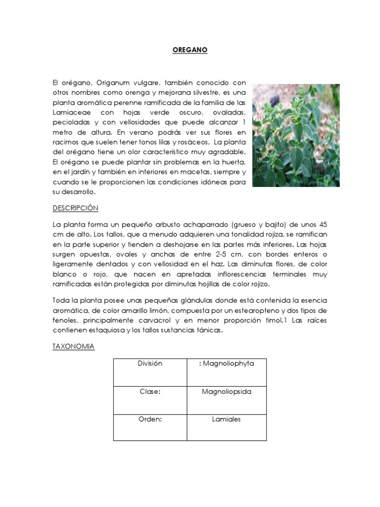 Orégano: Cultivo y Beneficios | PDF | Orégano | Alimentos