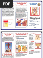 APARATO EXCRETOR triptico