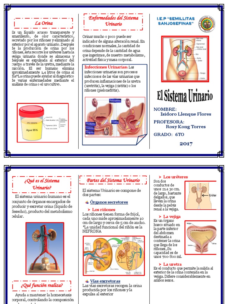 Sistema Urinario TRIPTICO | Sistema urinario | Orina