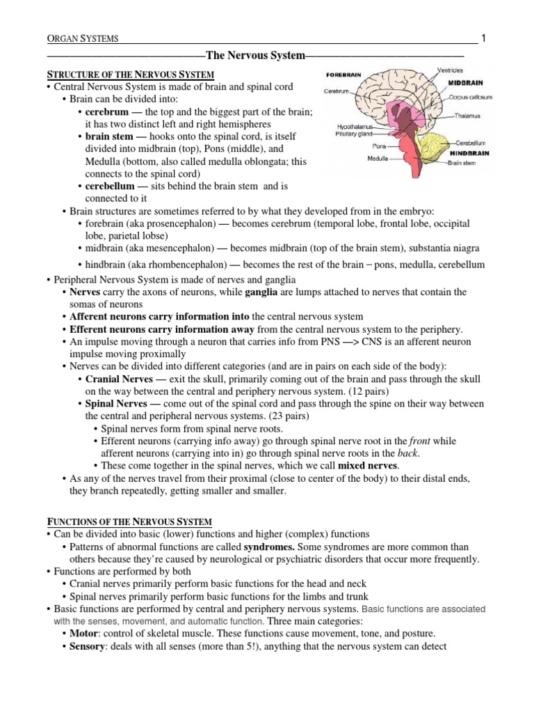 Khan Academy Notes - Organ Systems - v2 | PDF | Central Nervous System ...