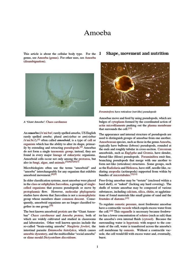 Amoeba | PDF | Cell Biology | Organisms