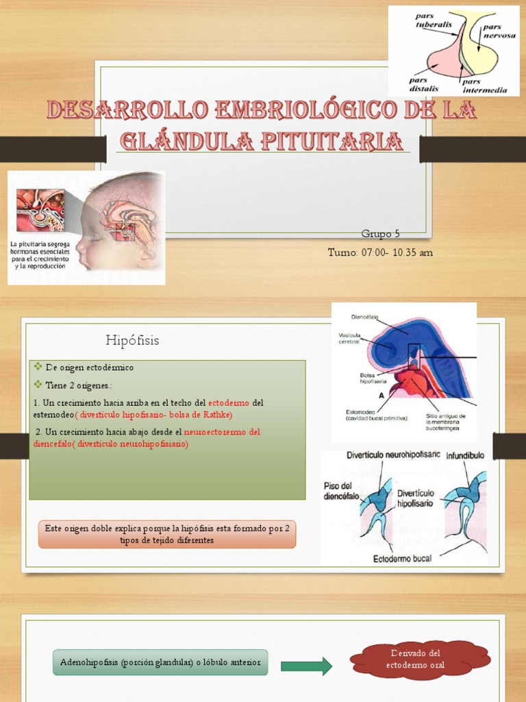 Desarrollo Embriológico de La Hipofisis | Glándula pituitaria | Sistema ...