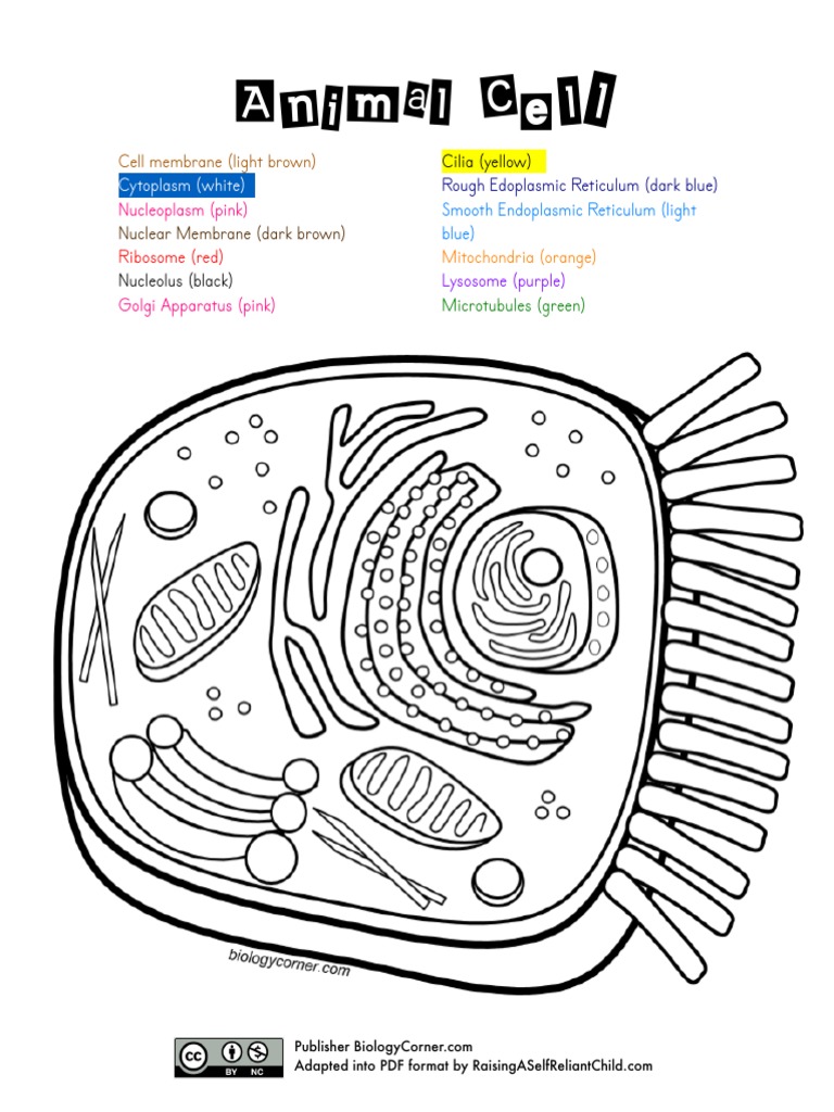 Animal Cell: Cell Membrane (Light Brown) | PDF