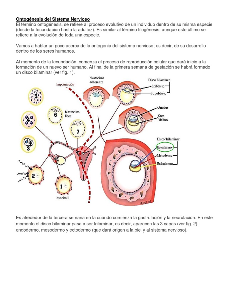 Ontogénesis Del Sistema Nervioso | Sistema nervioso central | Ciencias ...