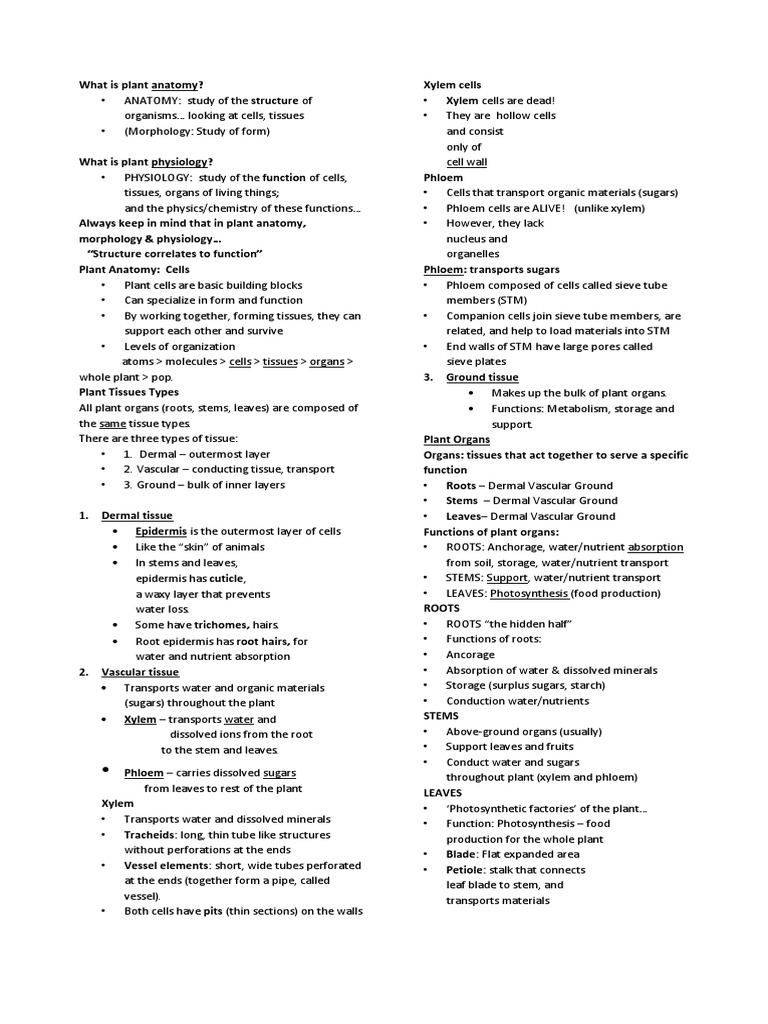 Plant Structure and Function Basics | PDF | Tissue (Biology) | Plant Stem