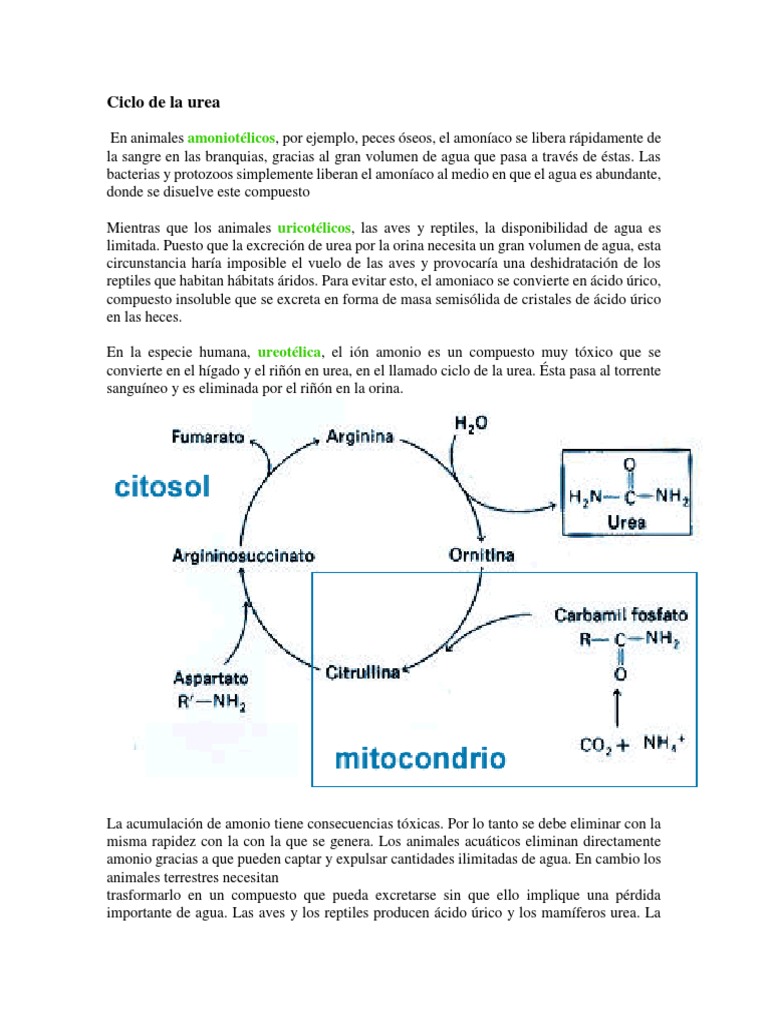 Ciclo de La Urea | PDF | Nitrógeno | Bioquímica