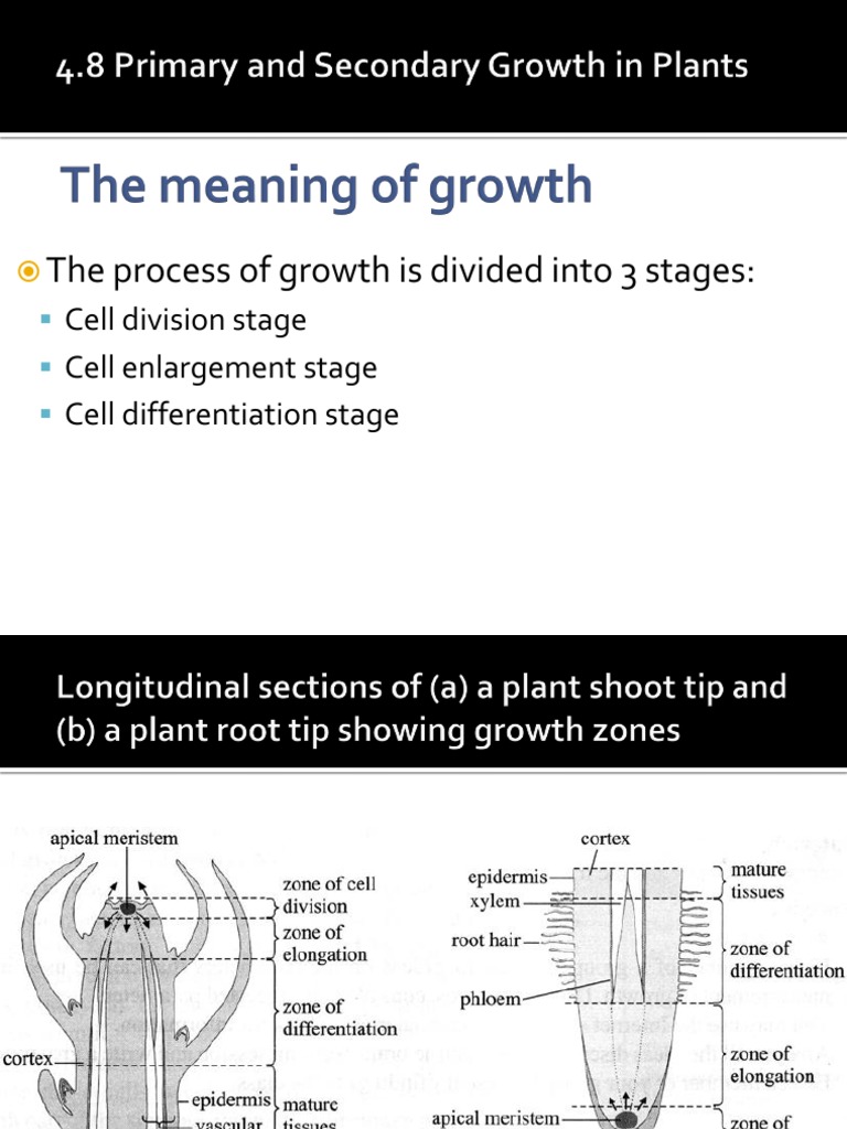 Explaining the Stages of Plant Growth: Primary Growth, Secondary Growth ...