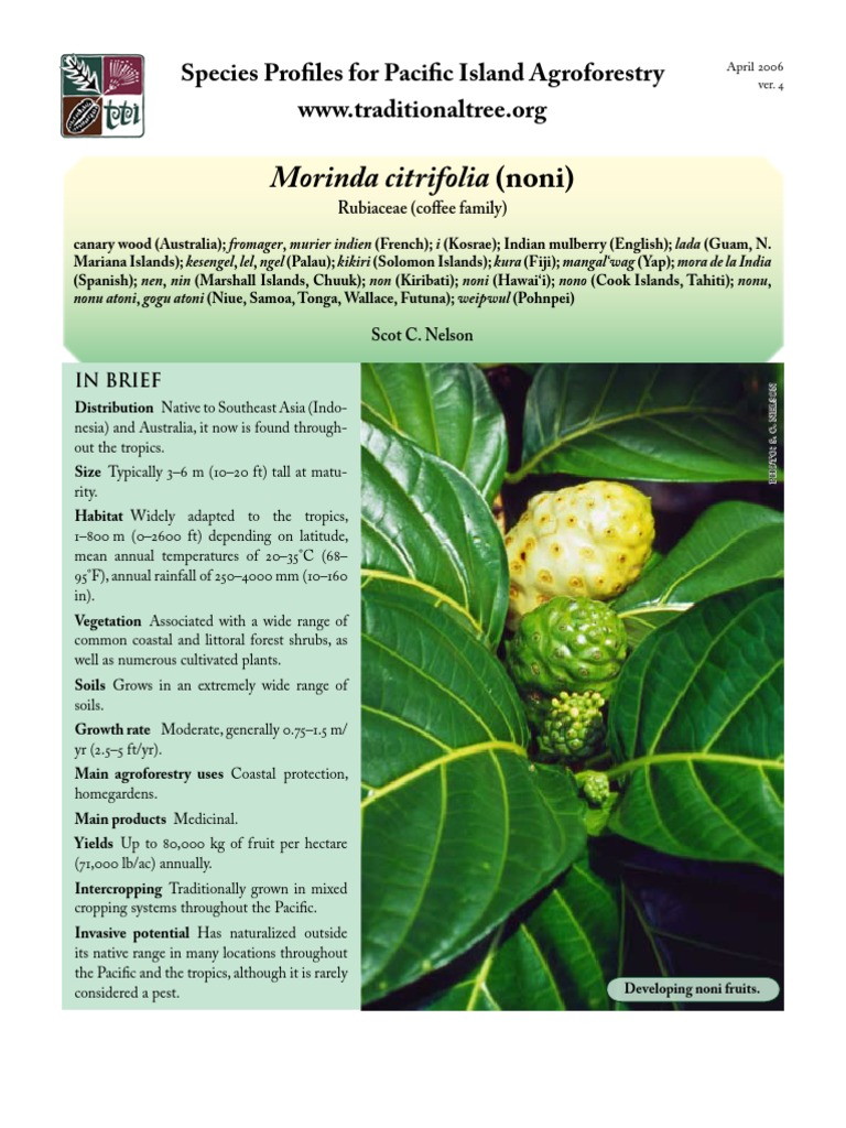 Morinda-noni | Seedling | Seed