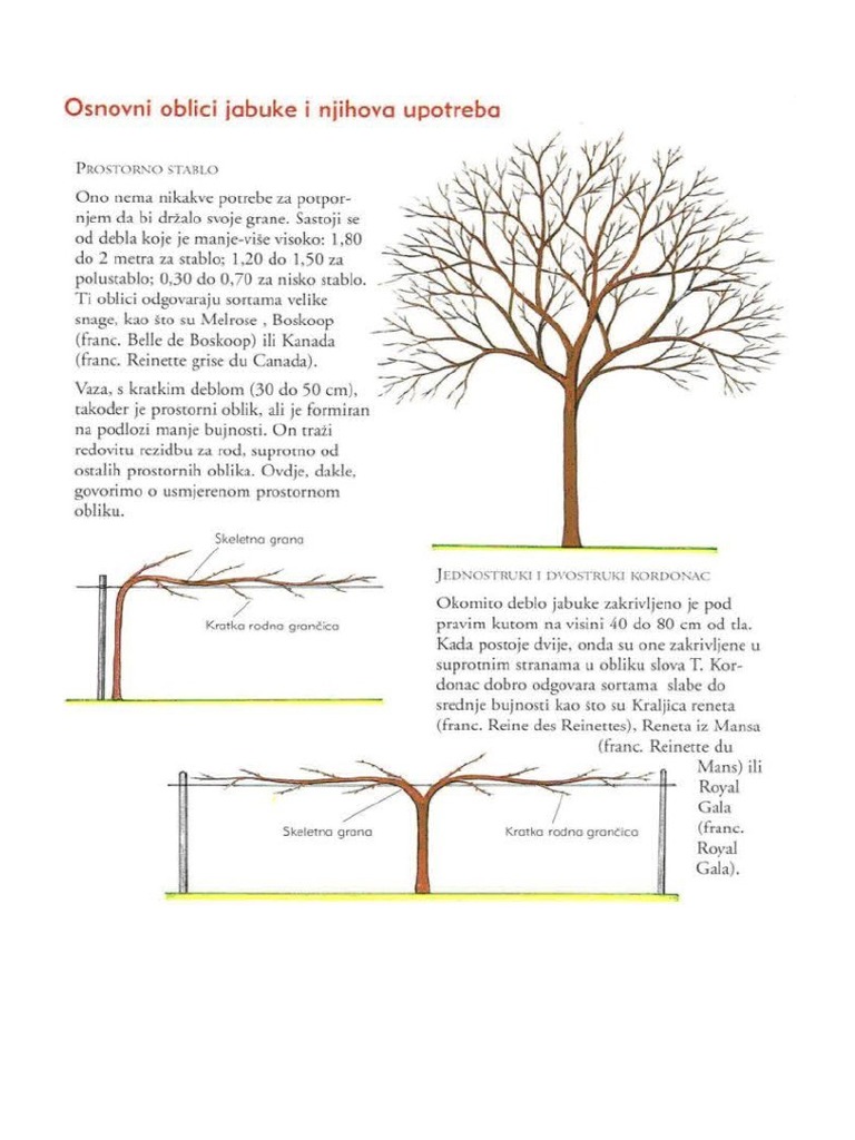 Rezidba Jabuka | PDF